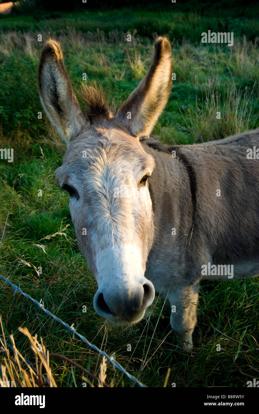 A donkey in a field at sunset Stock Photo - Alamy