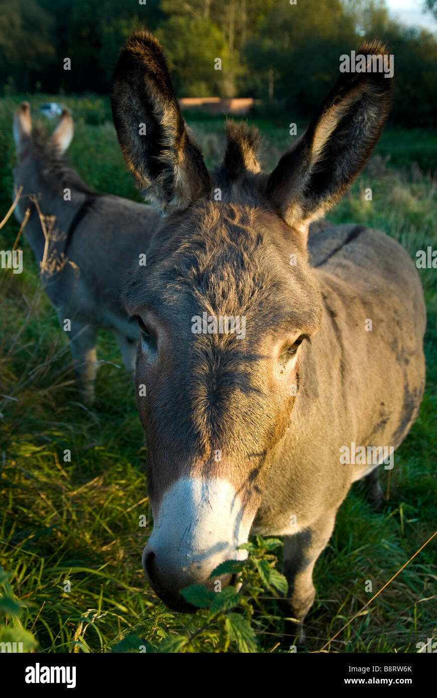 A donkey in a field Stock Photo - Alamy