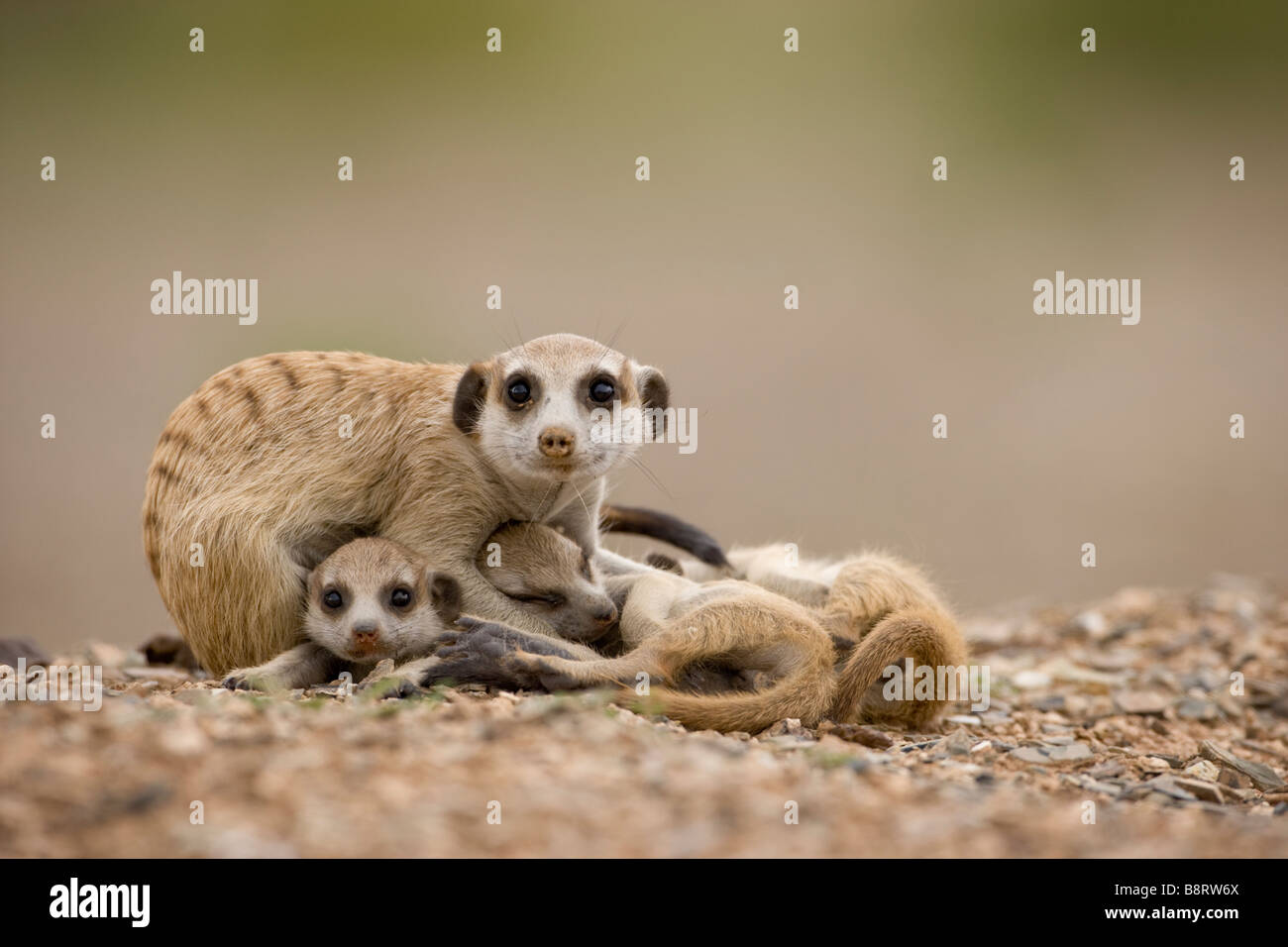 Africa Namibia Keetmanshoop Adult Meerkat curls up with pups Suricate ...