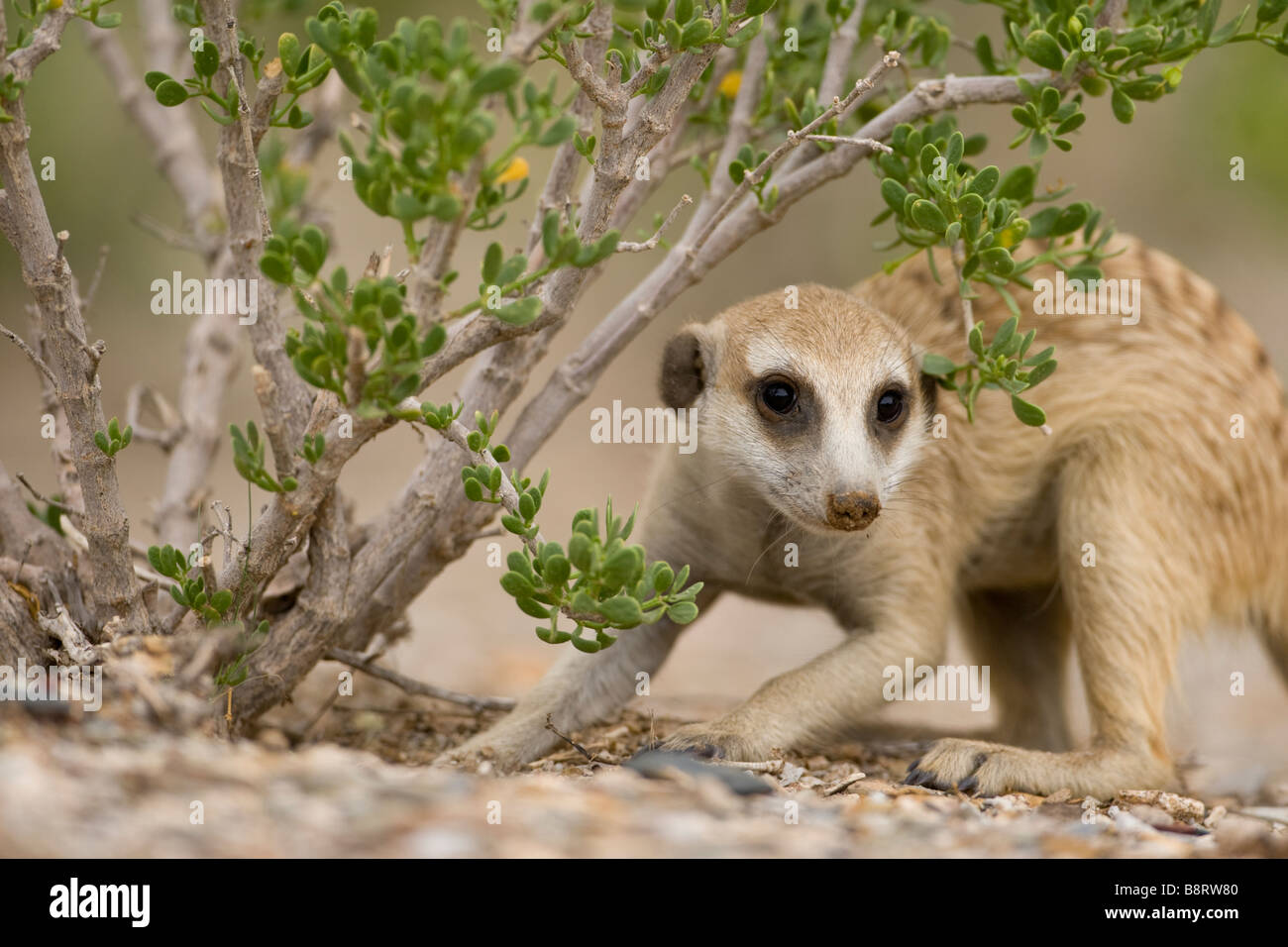 Meerkat hunting hi-res stock photography and images - Alamy