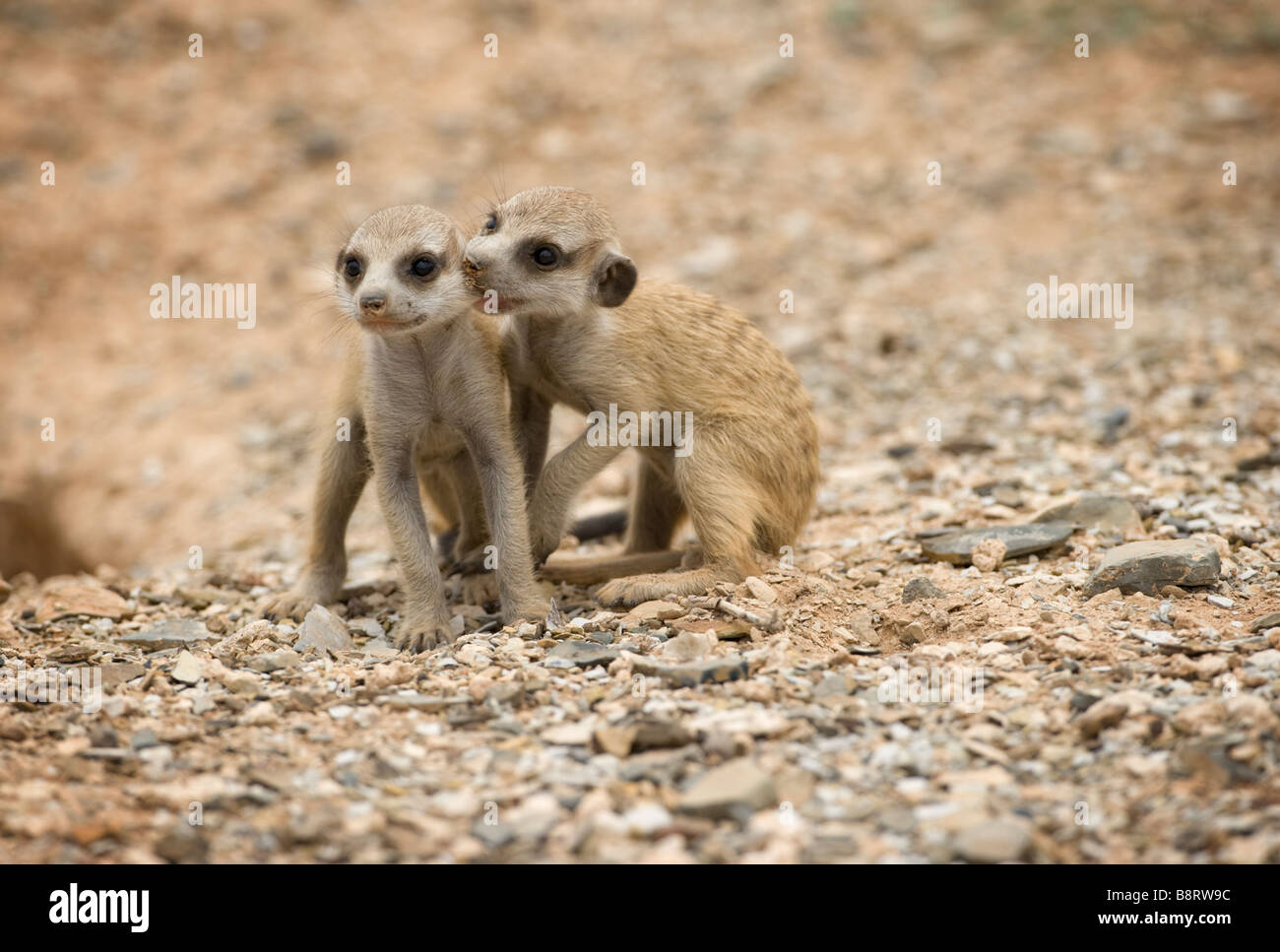 Baby Meerkat Burrow High Resolution Stock Photography and Images - Alamy