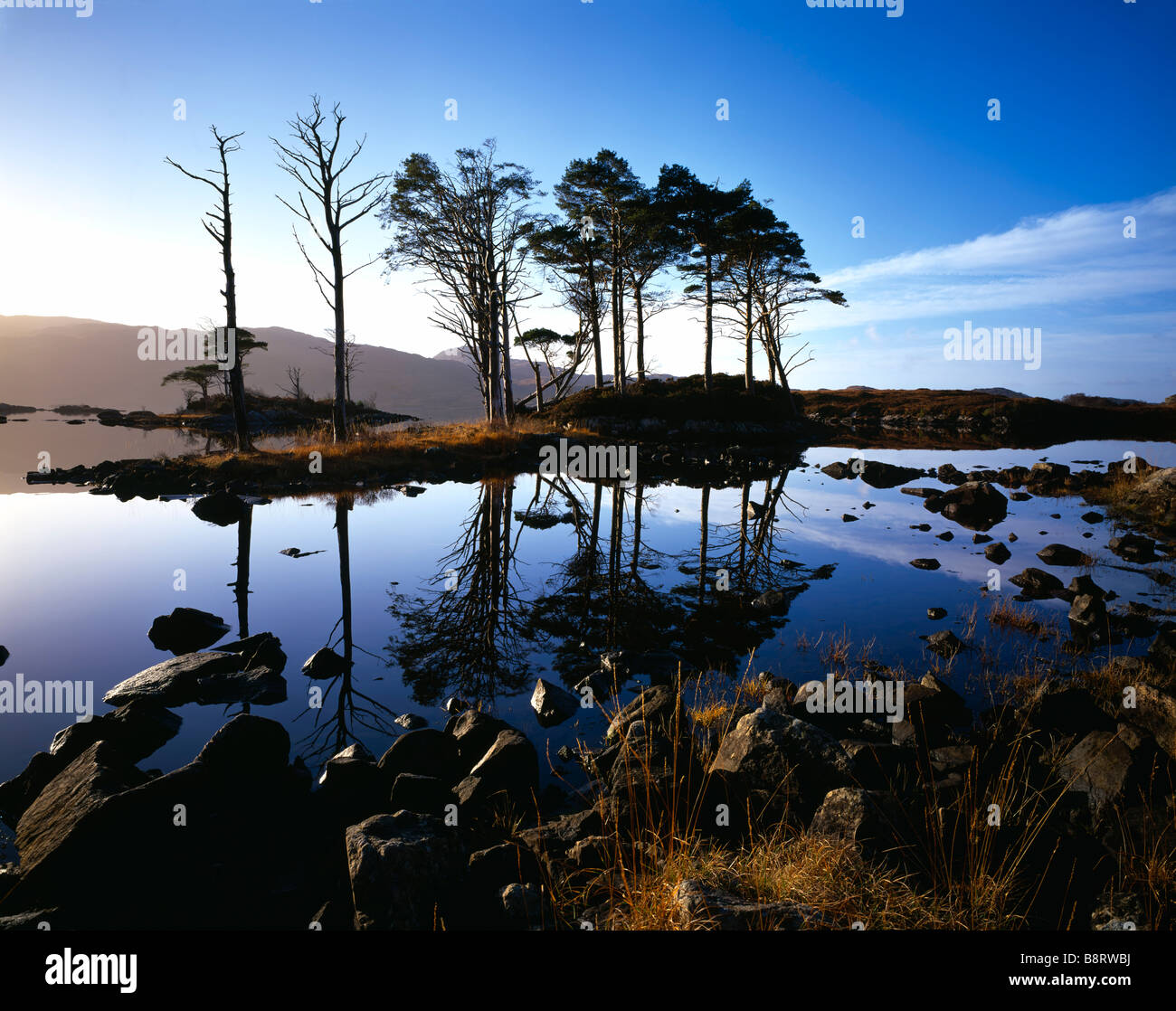 Sentinel pines hi-res stock photography and images - Alamy