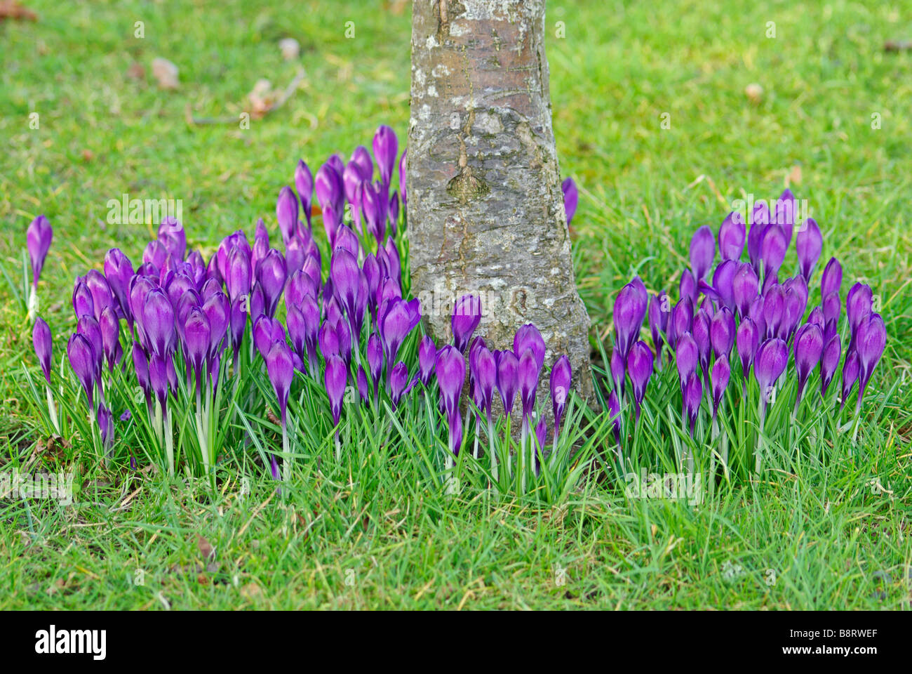 Flowers and tree trunk hi-res stock photography and images - Alamy