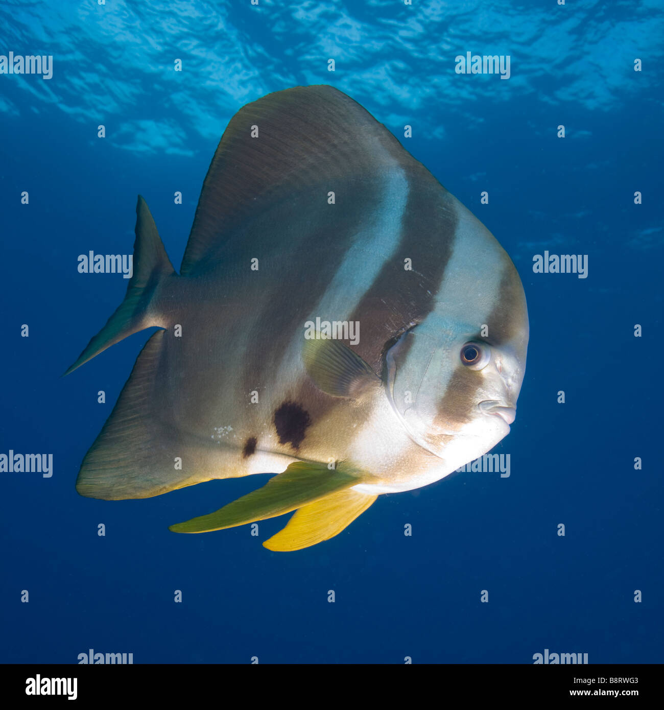 Africa Mozambique Guinjata Bay Jangamo Beach Underwater view of Teira ...