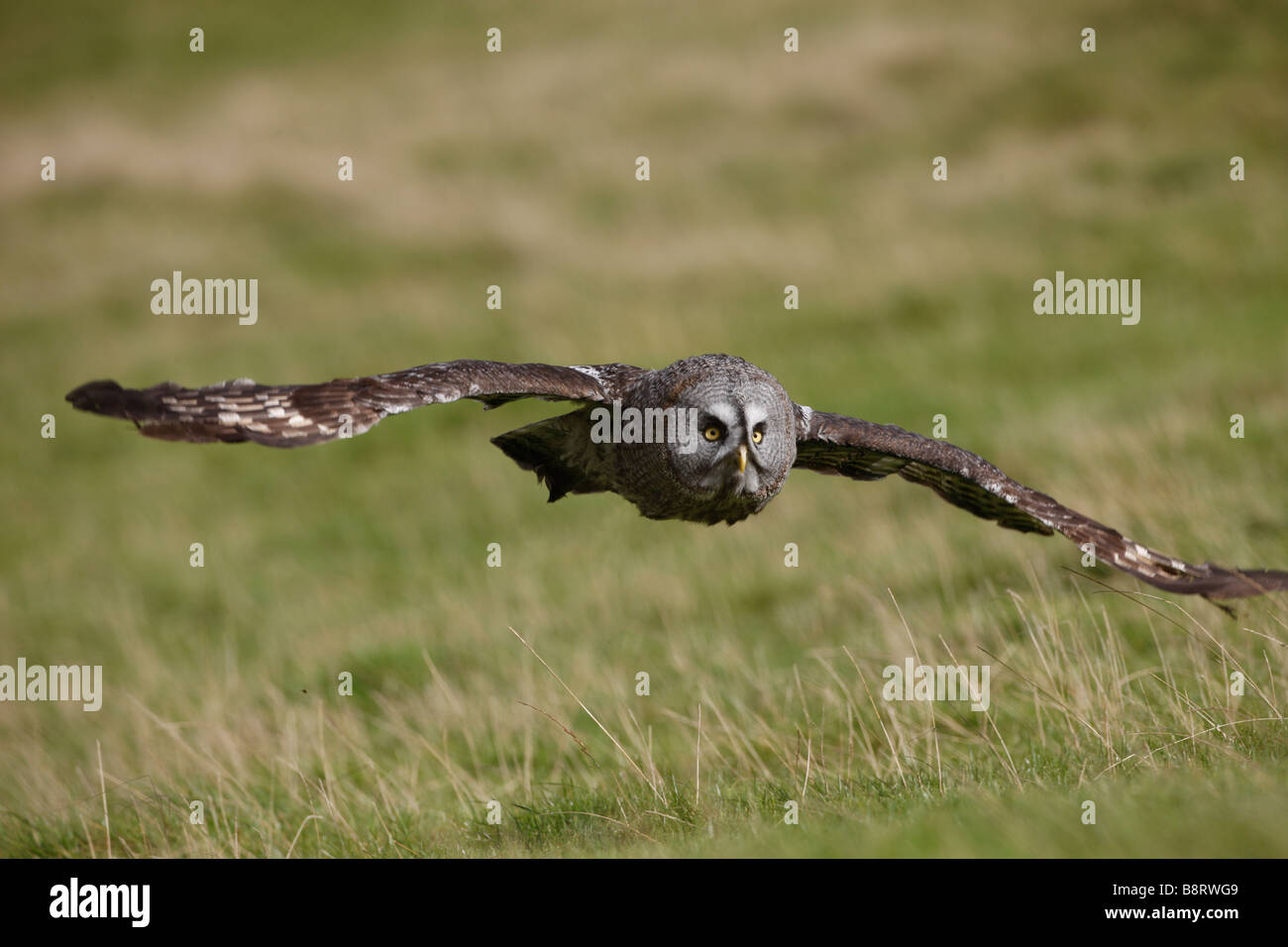 Great gray owl flying hi-res stock photography and images - Alamy