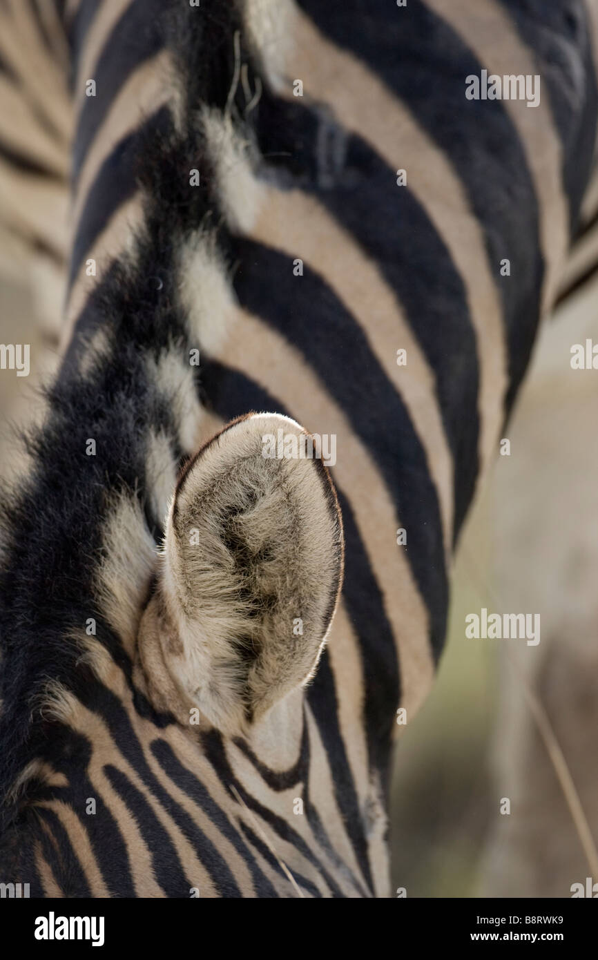 Zebra ear hi-res stock photography and images - Alamy