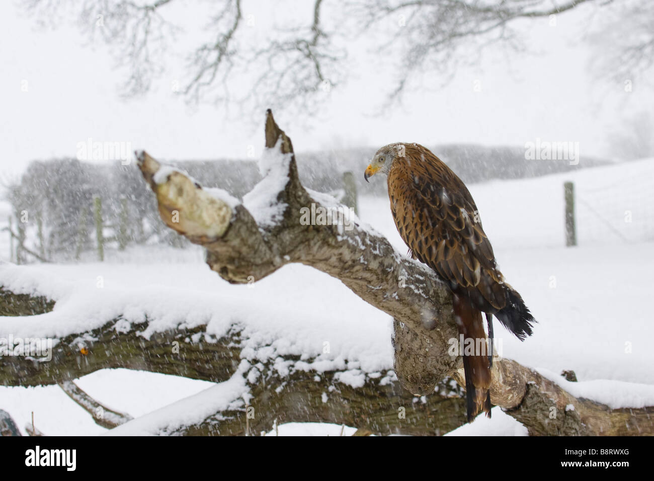Red kite in tree hi-res stock photography and images - Alamy