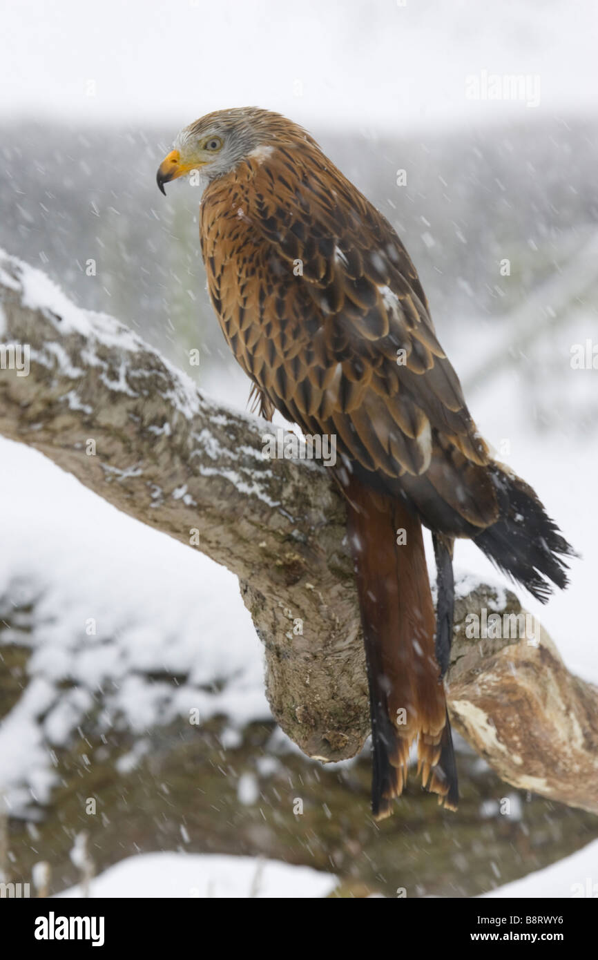 Snow kite hi-res stock photography and images - Alamy