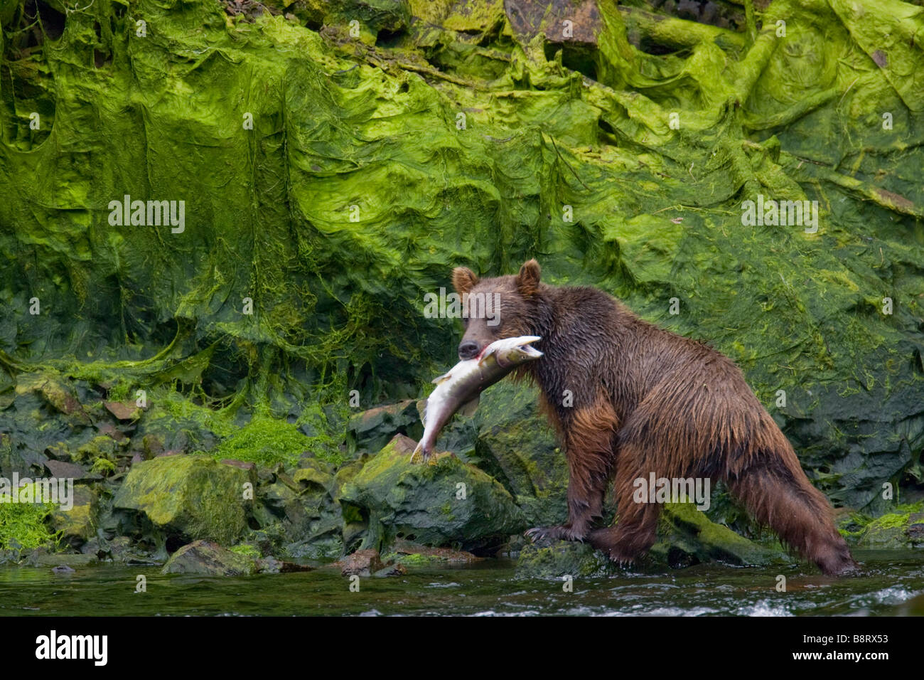 Covered in algae hi-res stock photography and images - Alamy
