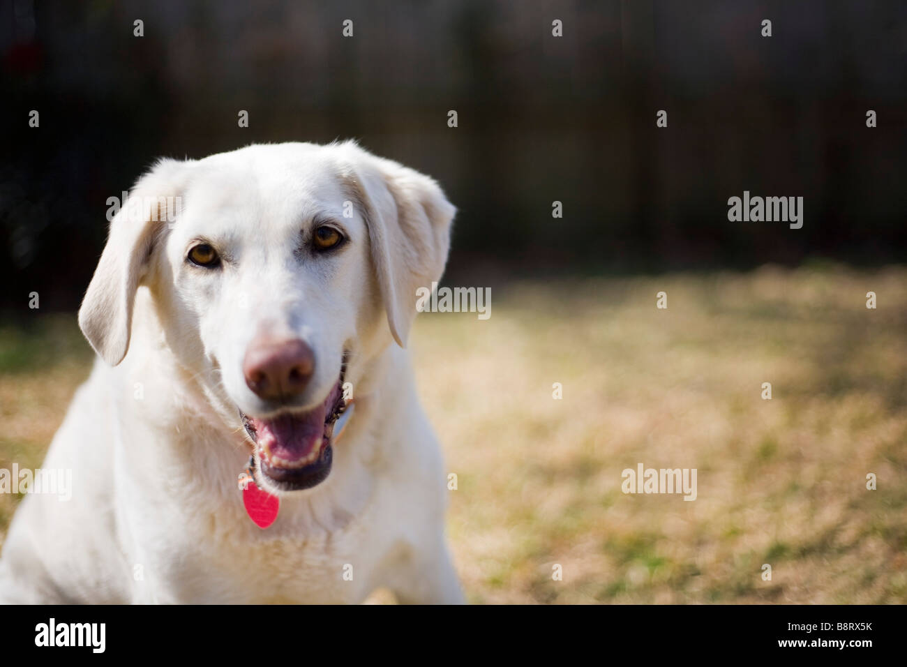 Cute white dog looking at the camera Stock Photo - Alamy