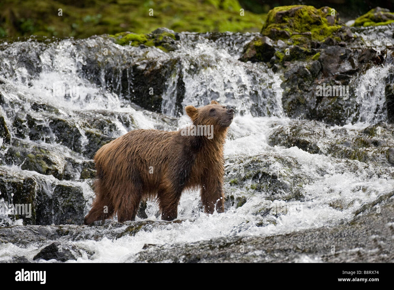 Bear climbing usa rocks hi-res stock photography and images - Alamy