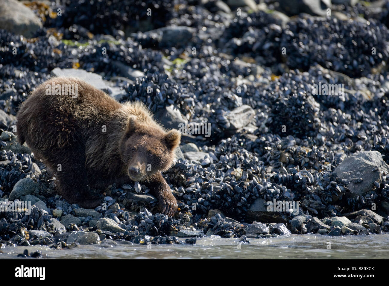 USA Alaska Glacier Bay National Park Brown Grizzly Bear sow and cub ...