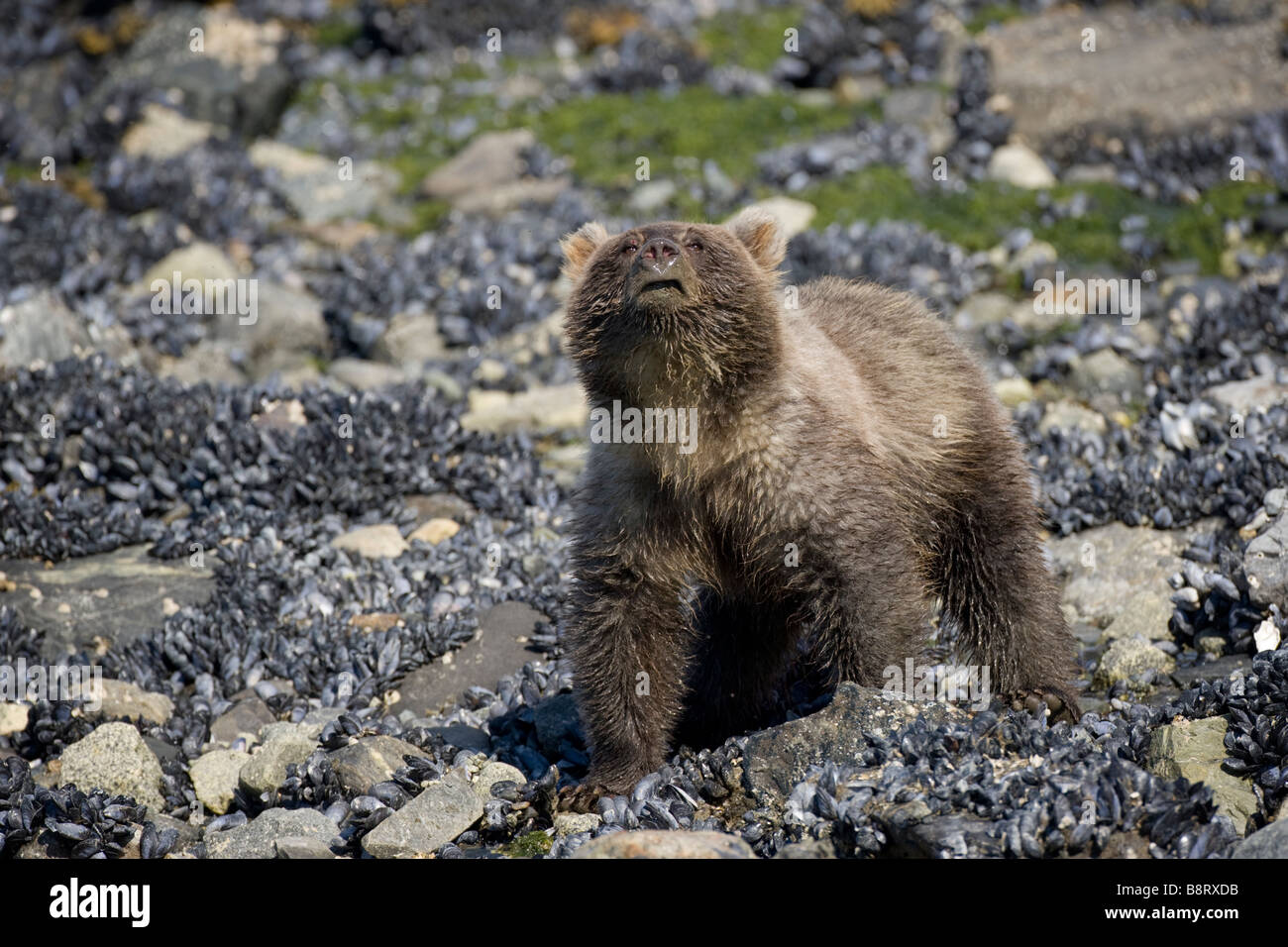 USA Alaska Glacier Bay National Park Brown Grizzly Bear sow and cub ...