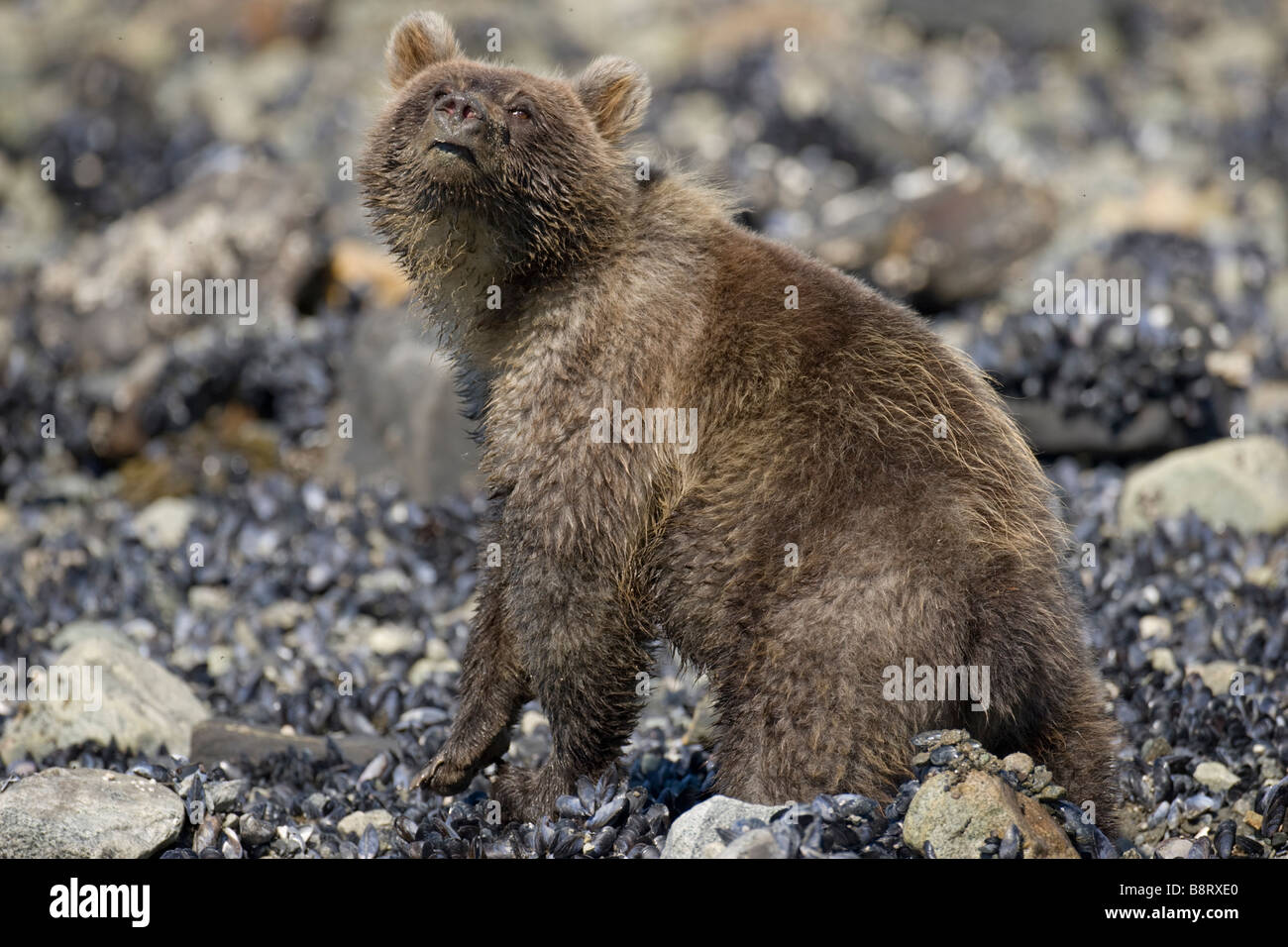 USA Alaska Glacier Bay National Park Brown Grizzly Bear sow and cub ...