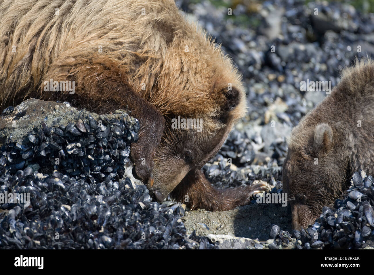 USA Alaska Glacier Bay National Park Brown Grizzly Bear sow and cub ...