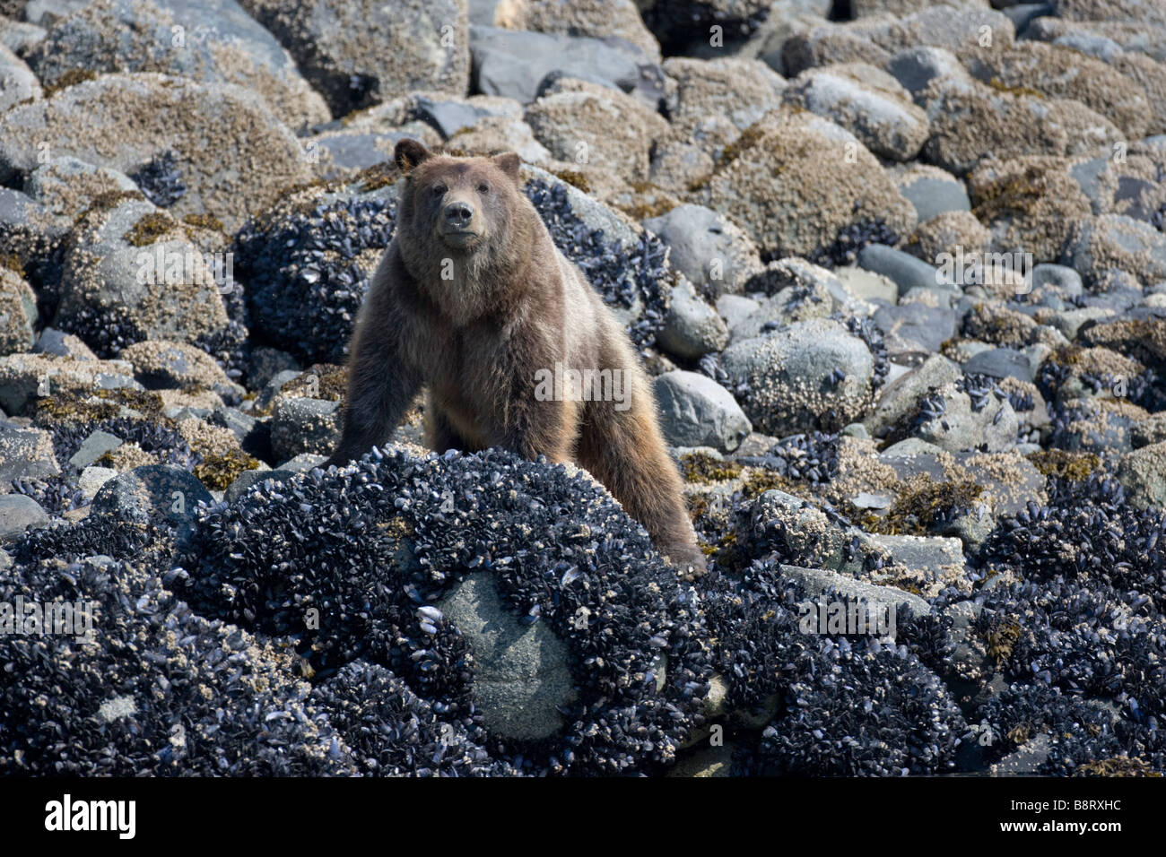 USA Alaska Glacier Bay National Park Brown Grizzly Bear Ursus arctos ...