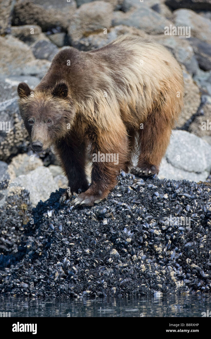 USA Alaska Glacier Bay National Park Brown Grizzly Bear Ursus arctos ...