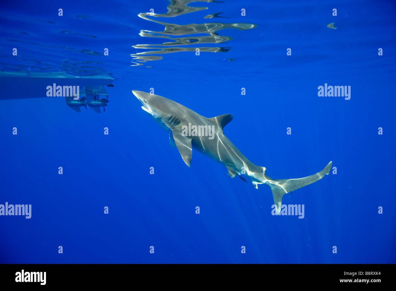 Big shark small fish hi-res stock photography and images - Alamy