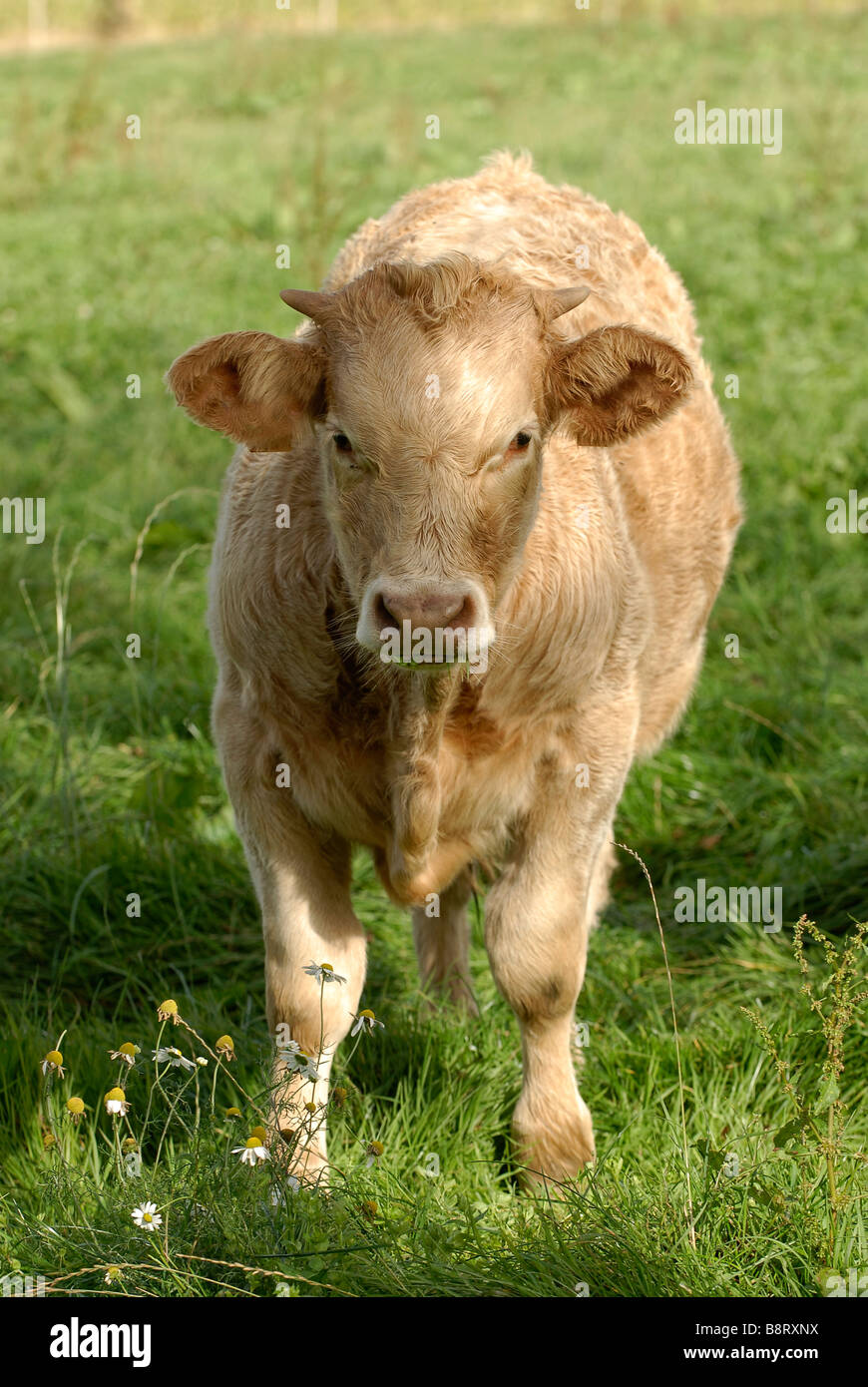 Animals with cloven hooves hi-res stock photography and images - Alamy