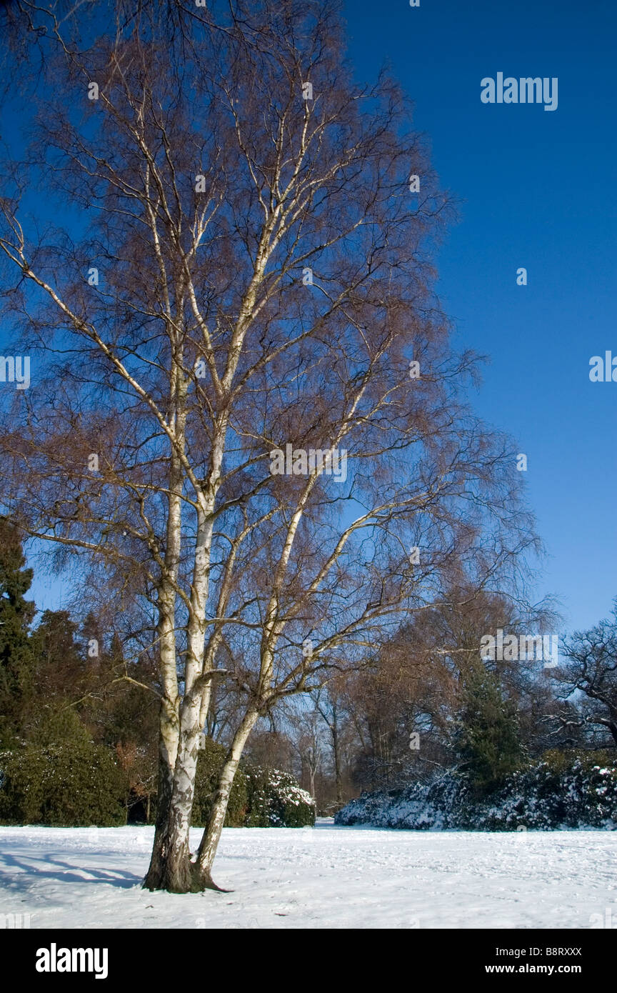 Silver Birch in Winter The Valley Gardens Virginia Water Surrey England ...