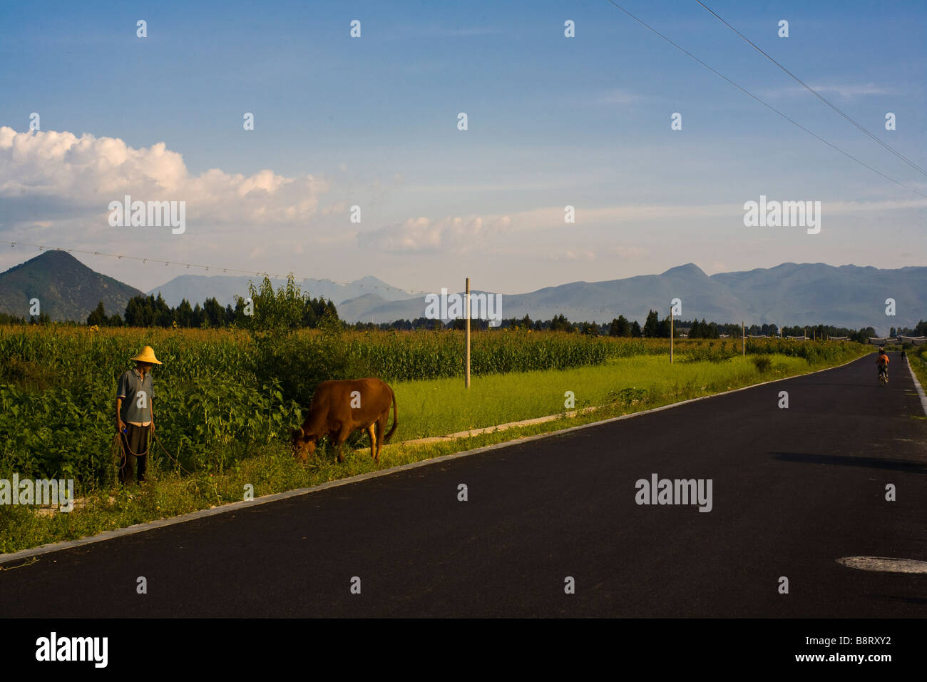 Chinese farmer cow hi-res stock photography and images - Alamy