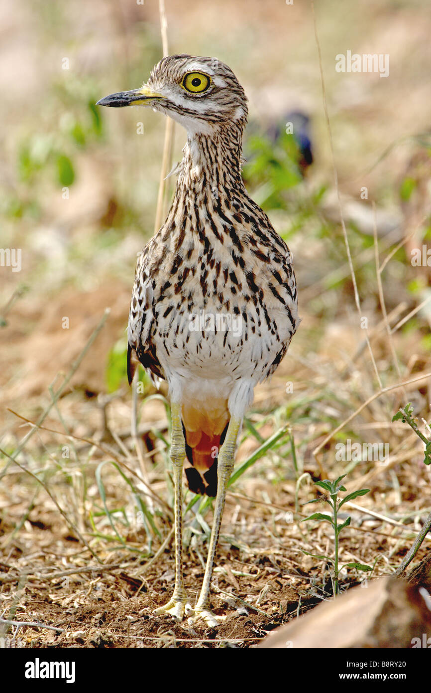 Spotted thick-knee (dikkop Stock Photo - Alamy