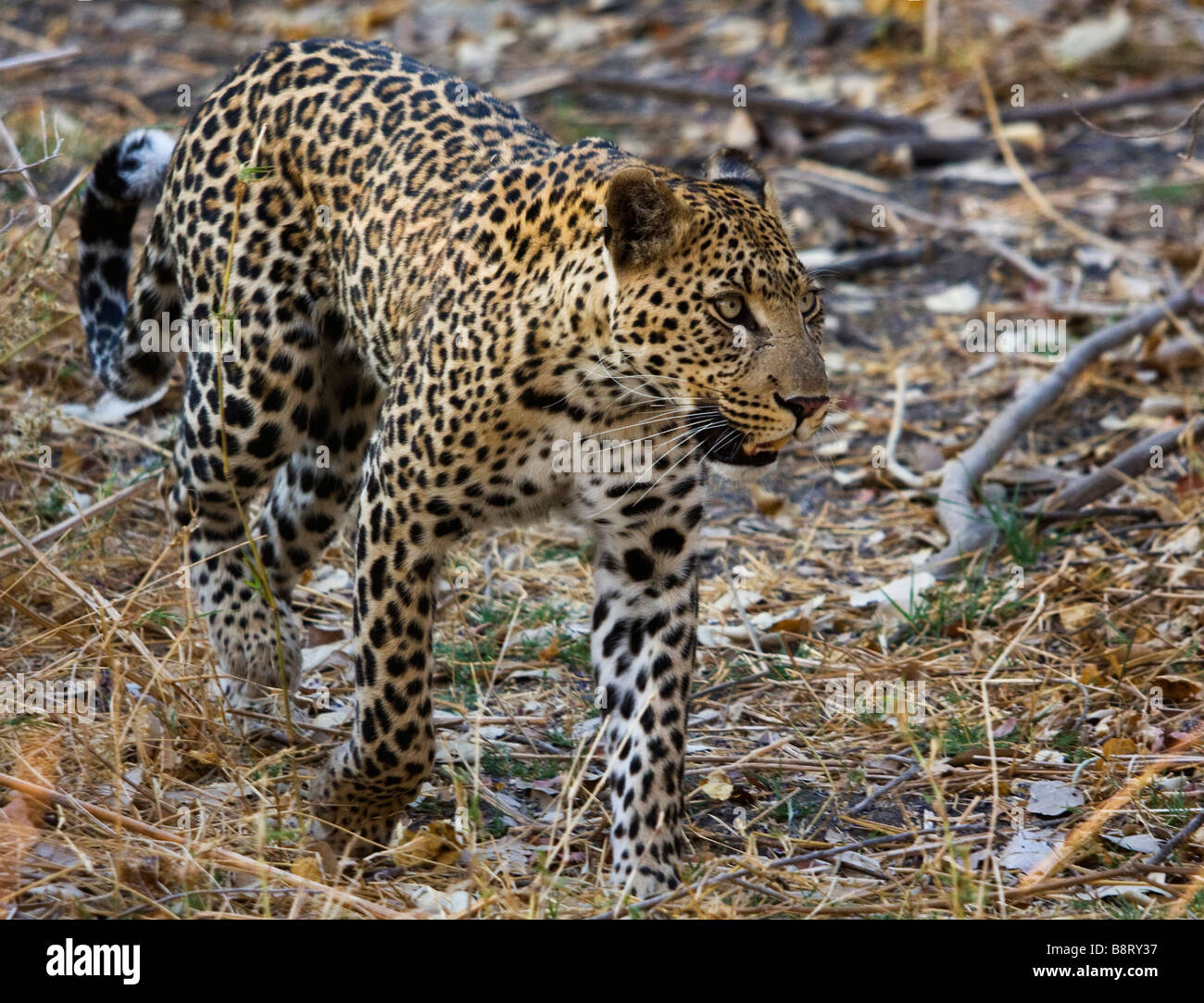 Leopard Botswana Africa Stock Photo - Alamy