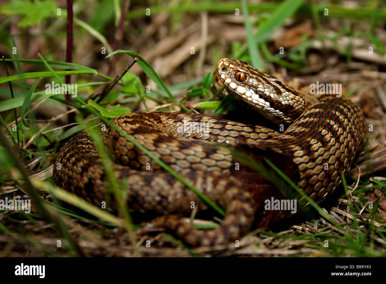 Coold blooded hi-res stock photography and images - Alamy