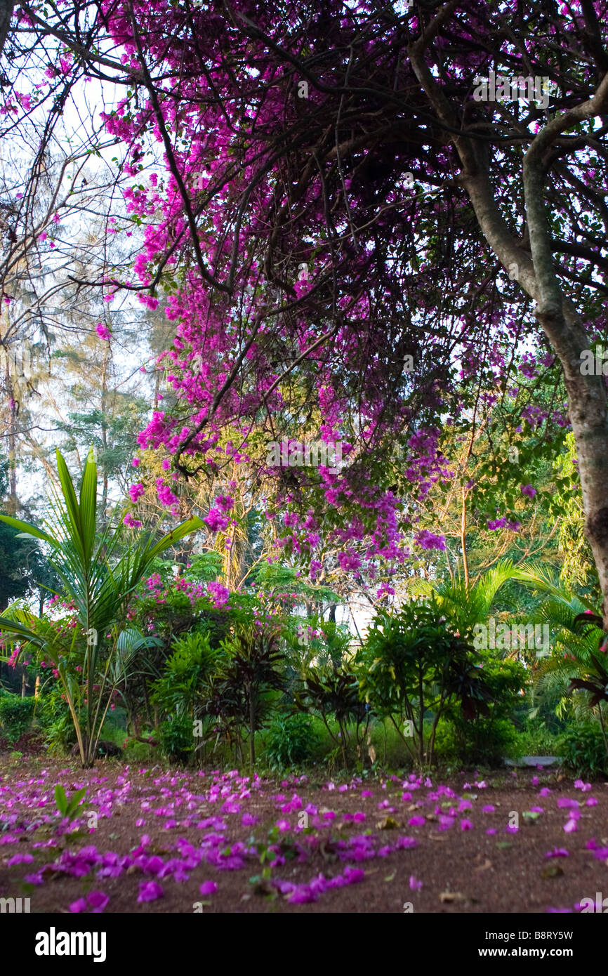 Fallen off petals from flower tree covering ground Stock Photo - Alamy