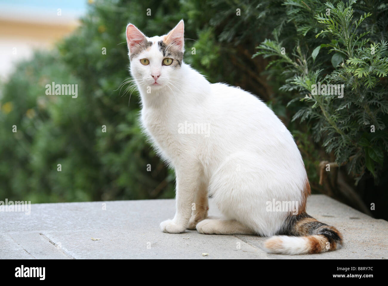 Walking cat hi-res stock photography and images - Alamy