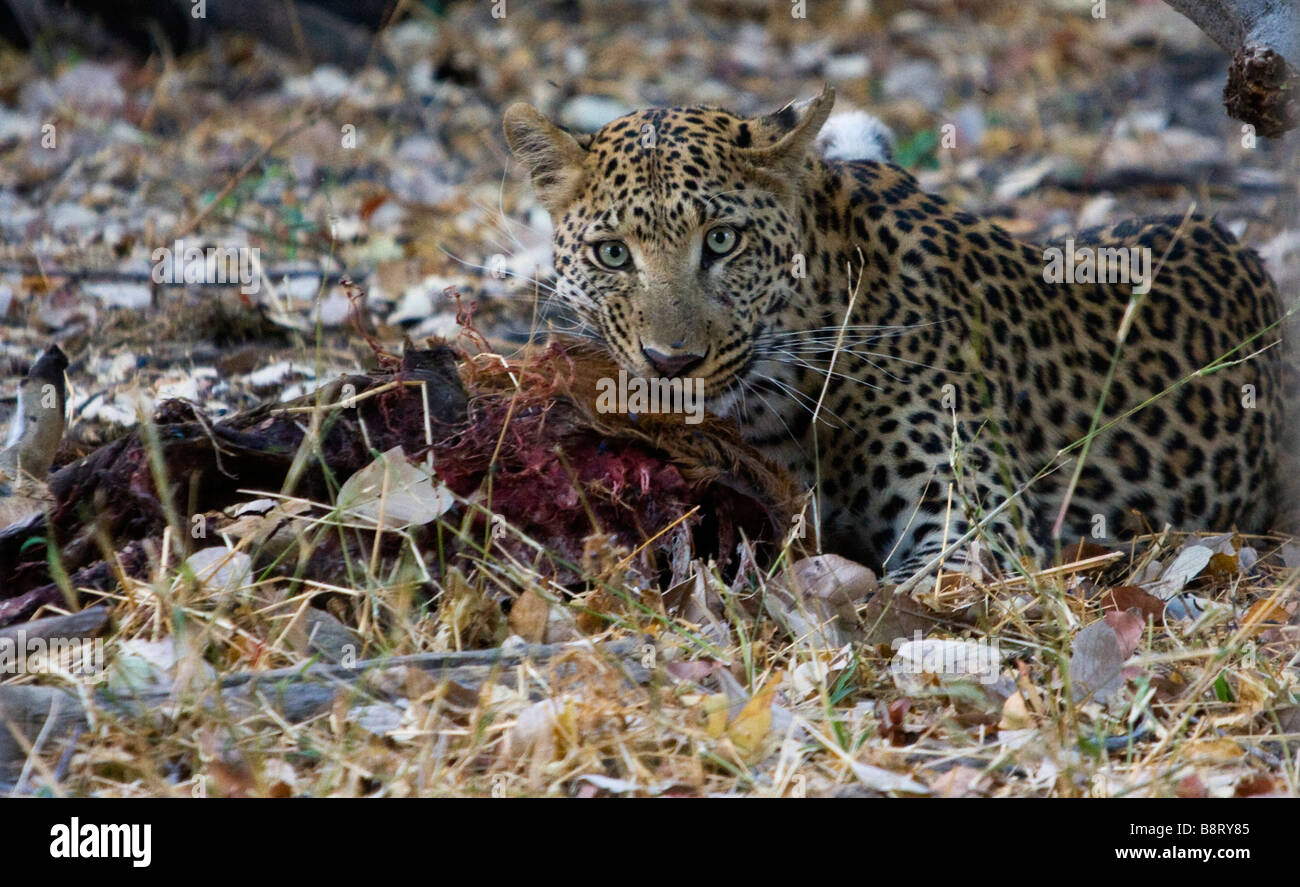 Leopard Botswana Africa Stock Photo - Alamy