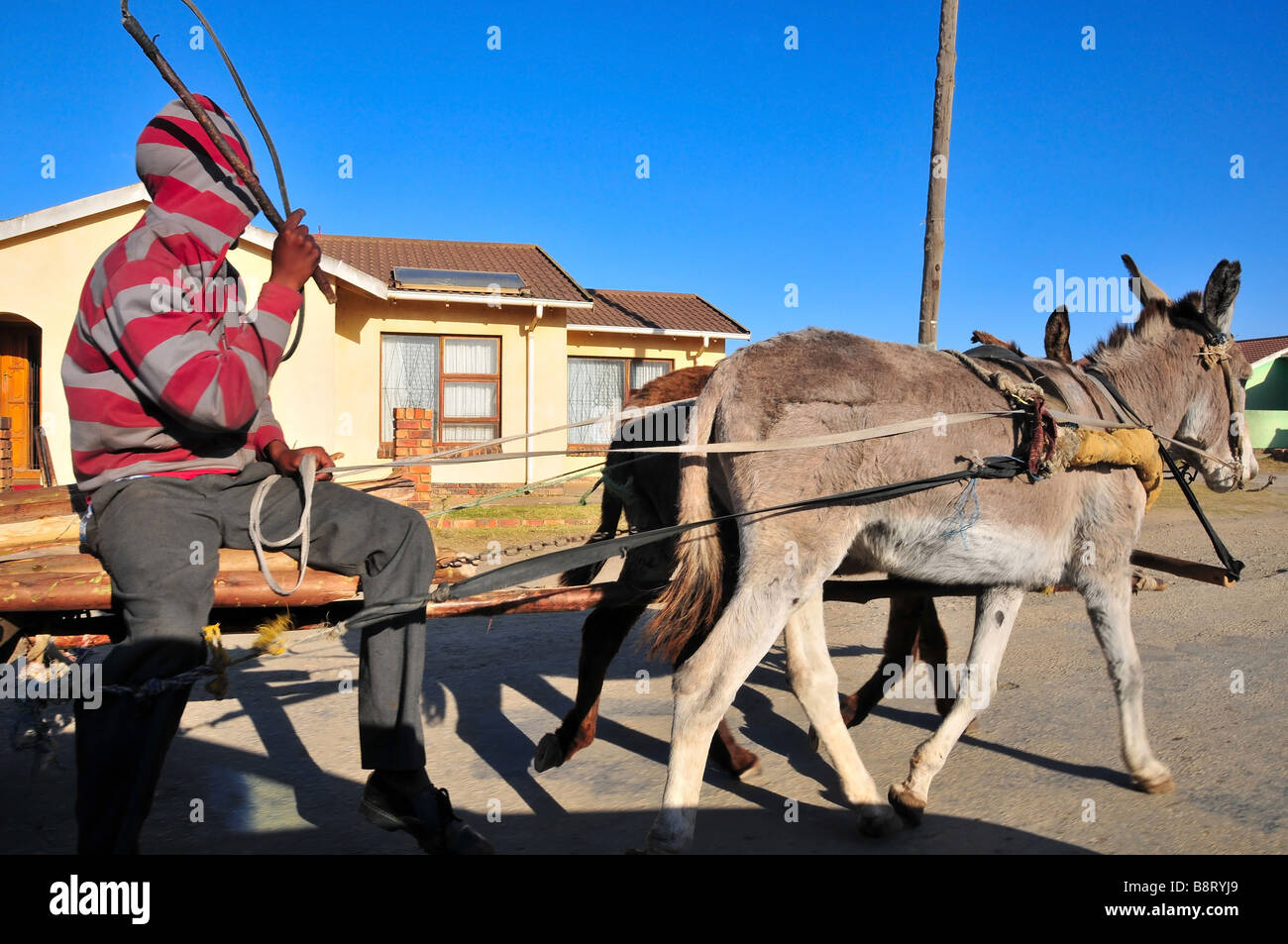 Donkeys 2 walking right foreground hi-res stock photography and images ...