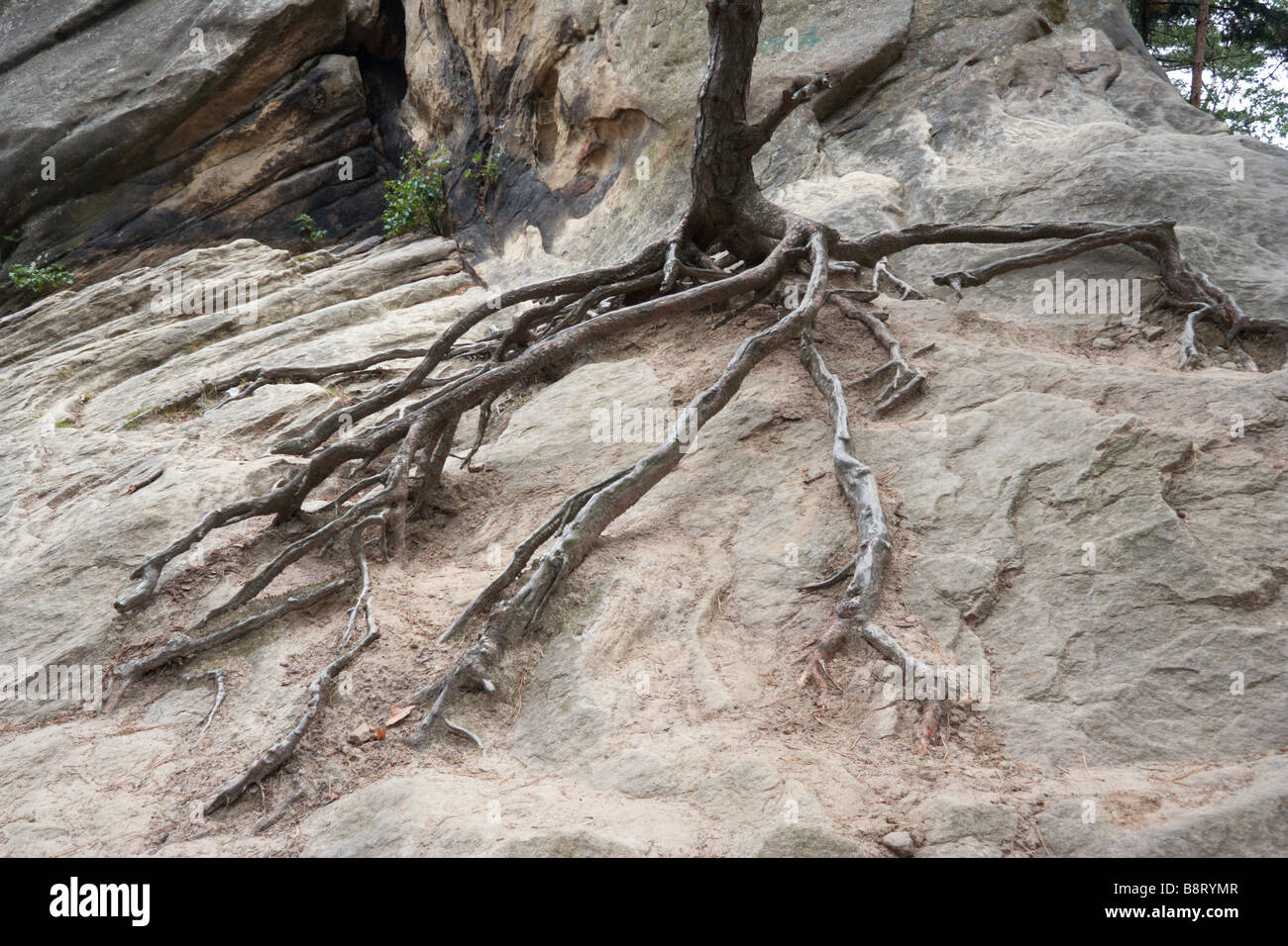 tree roots exposed and spreading over rock Poland Stock Photo - Alamy