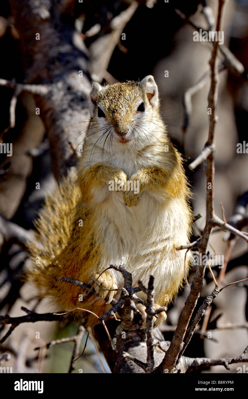 Tree squirrel in a tree (wild Stock Photo - Alamy