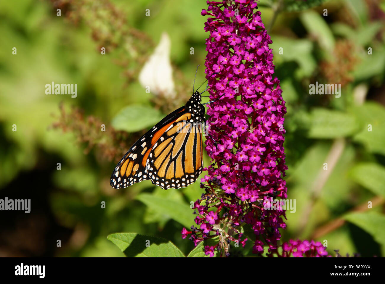 Monarch butterfly wings hi-res stock photography and images - Alamy