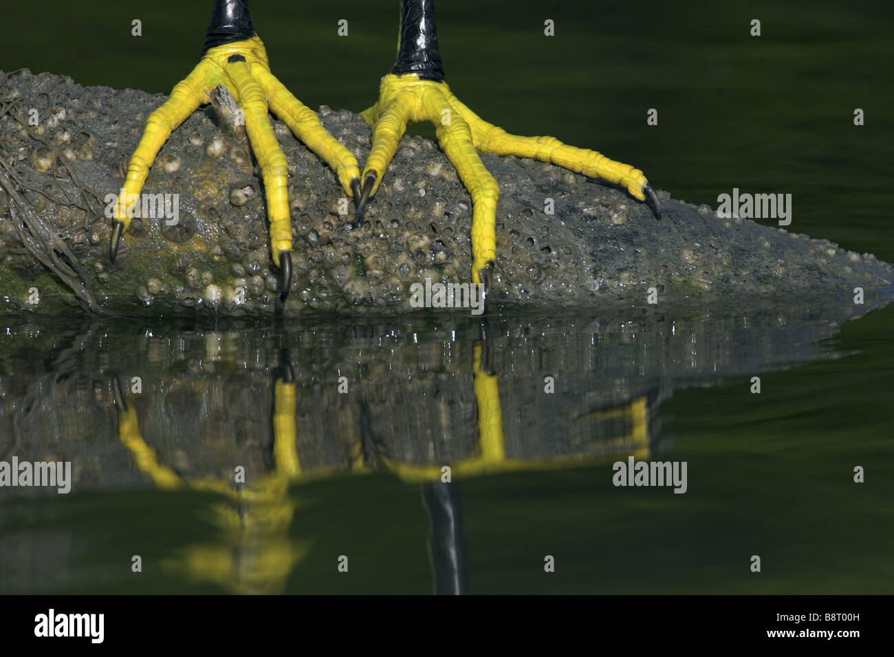 snowy egret (Egretta thula), yellow coloured feet, USA, Florida Stock ...