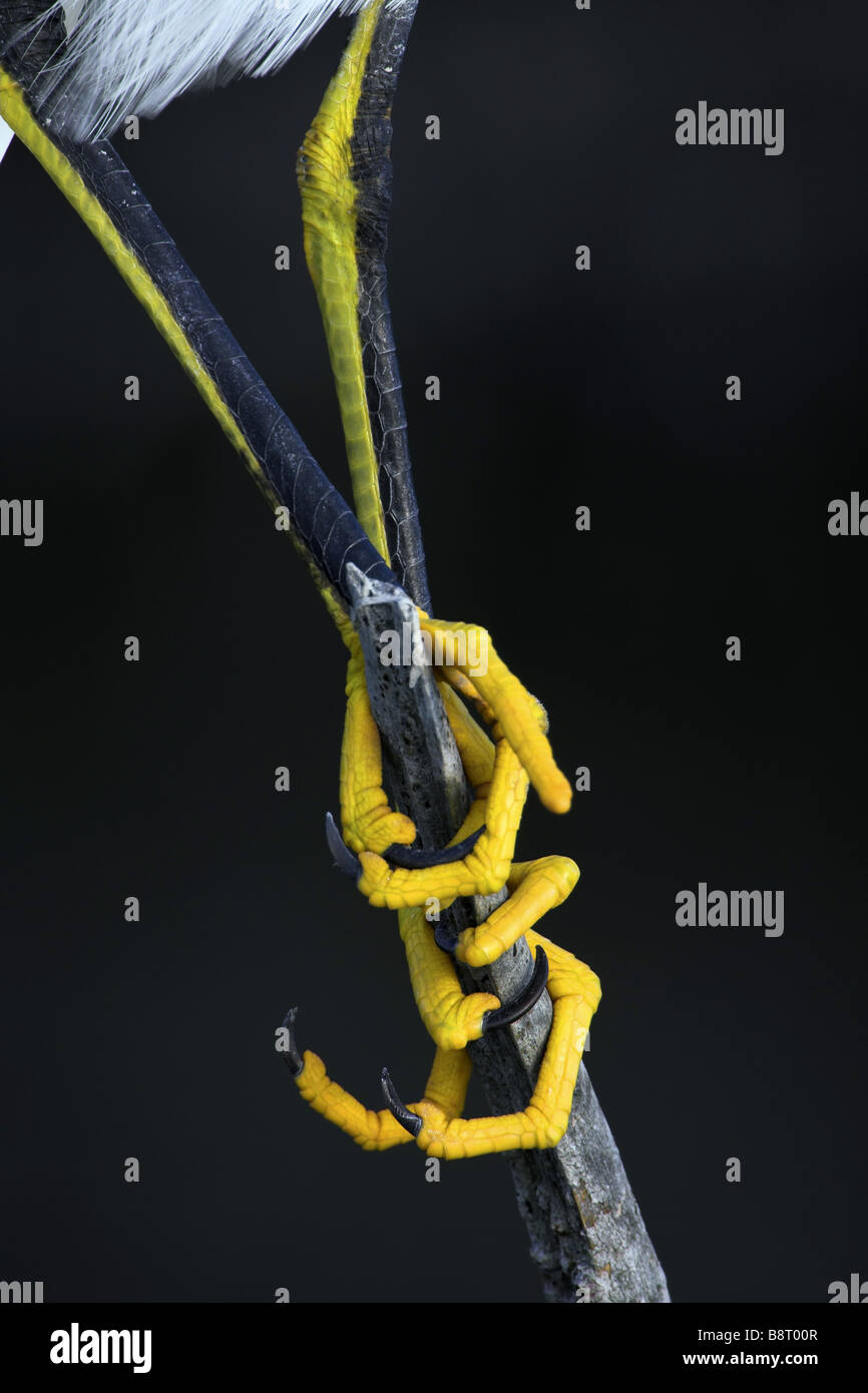 snowy egret (Egretta thula), clamping a branch with yellow coloured ...