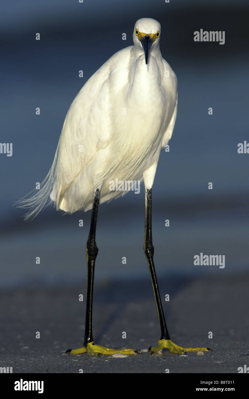 snowy egret (Egretta thula), front view, USA, Florida Stock Photo - Alamy