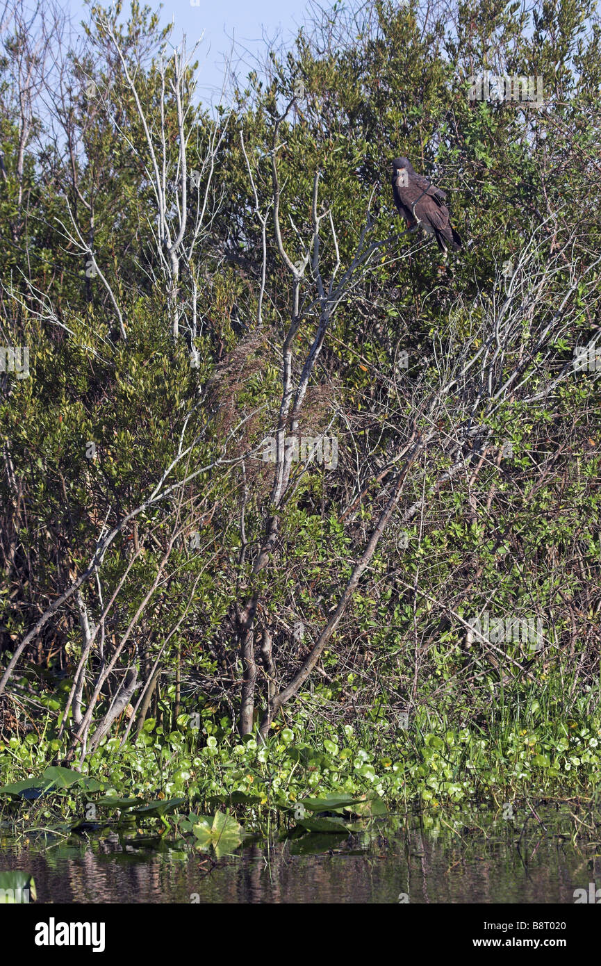 everglade kite (Rostrhamus sociabilis), sitting on branch, USA, Florida ...