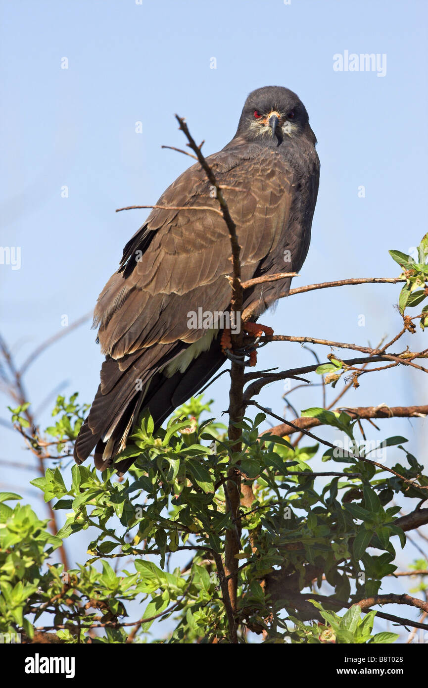 everglade kite (Rostrhamus sociabilis), sitting on branch, USA, Florida ...