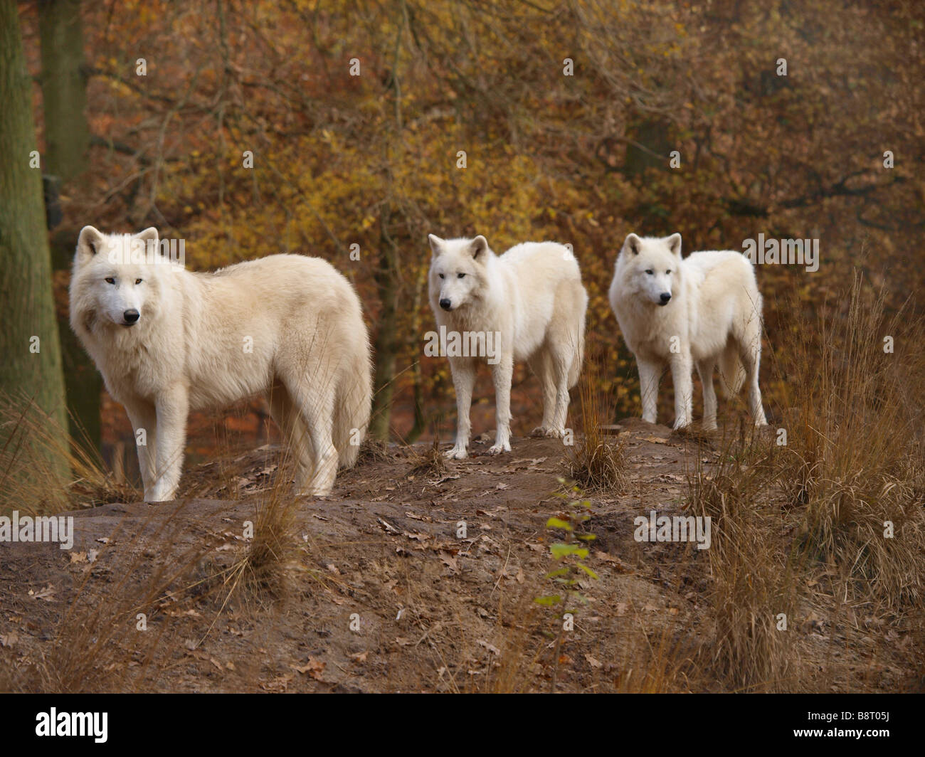 arctic wolf, tundra wolf (Canis lupus albus), three individuals Stock ...