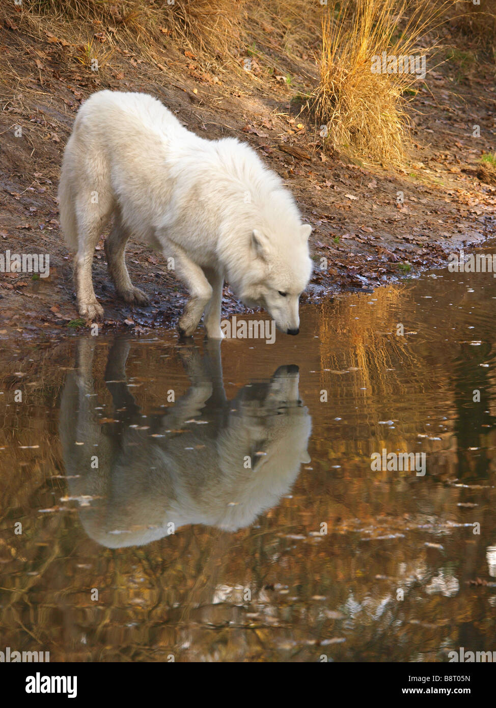 Wolf drinking water hi-res stock photography and images - Alamy