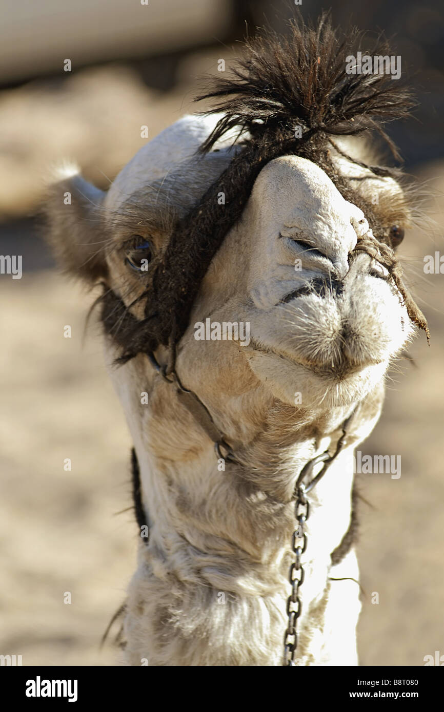Camel resting hi-res stock photography and images - Alamy