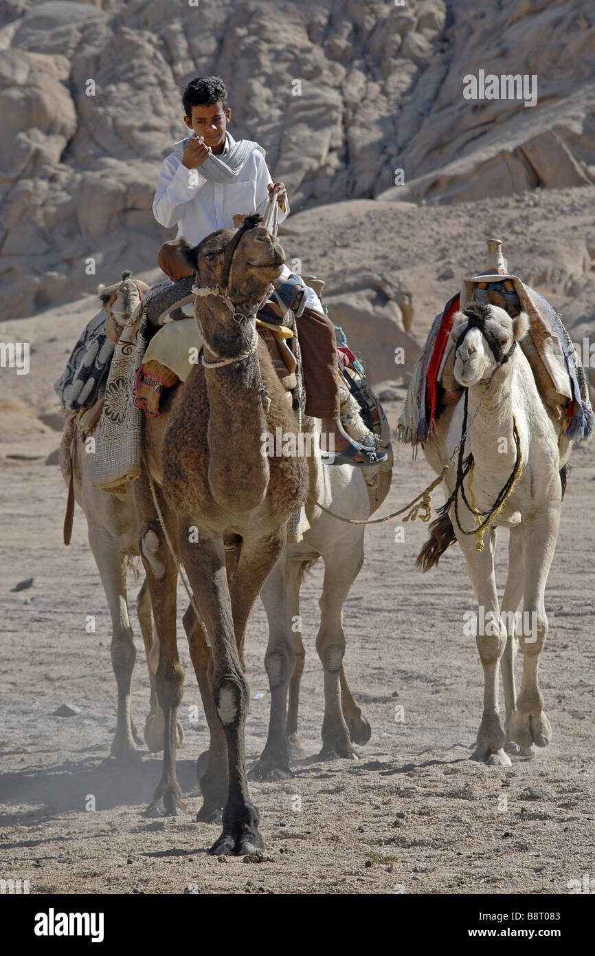 Bedouin boy riding on his camel in the Sinai Desert, Egypt Stock Photo - Alamy