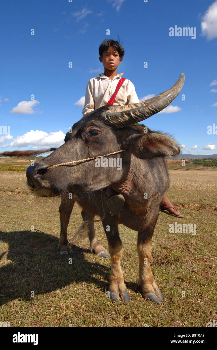 Boy sitting on water buffalo hi-res stock photography and images - Alamy