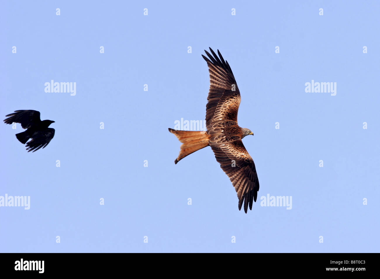 Crow fight flight hi-res stock photography and images - Alamy