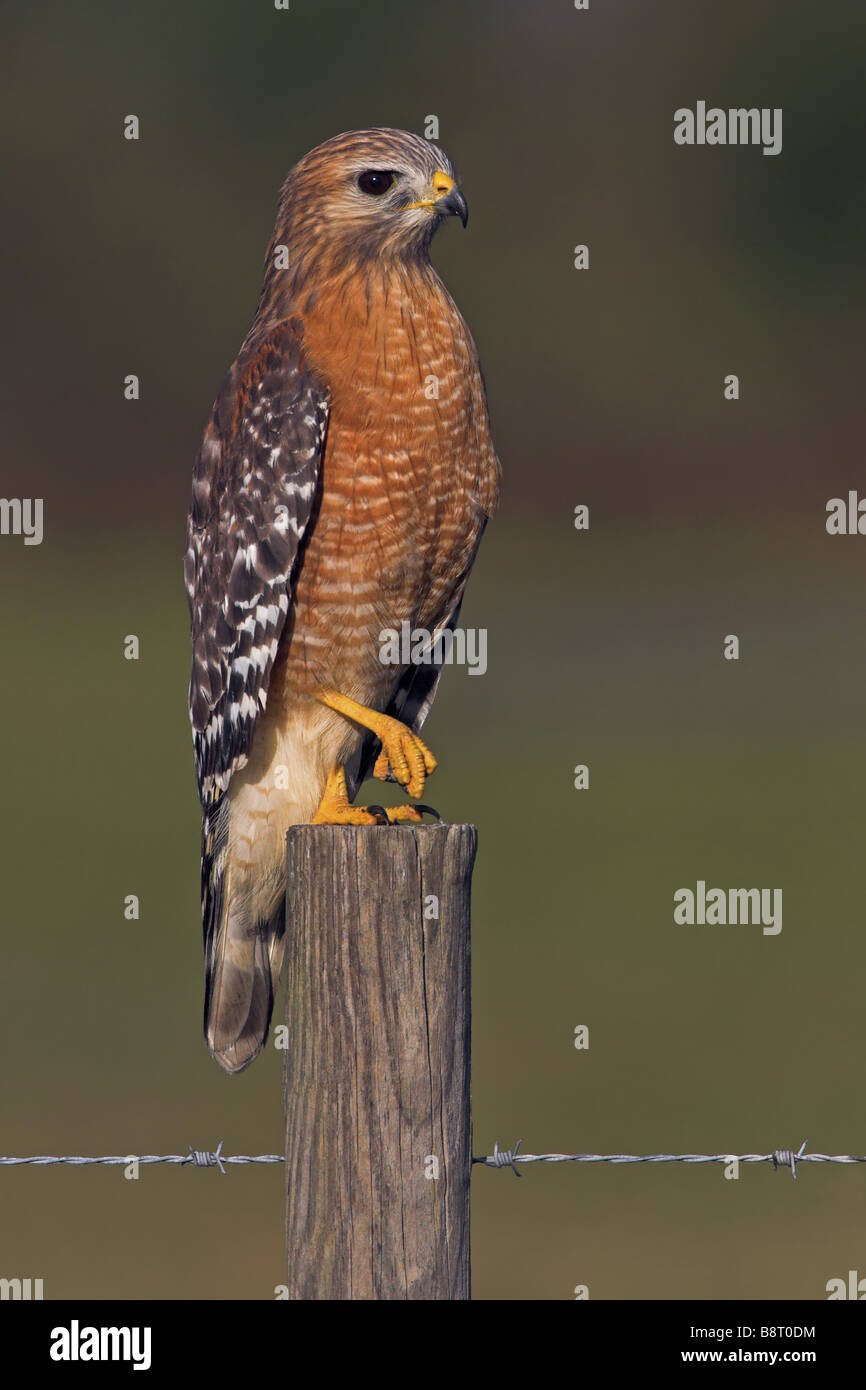 Red shouldered hawk fence hi-res stock photography and images - Alamy