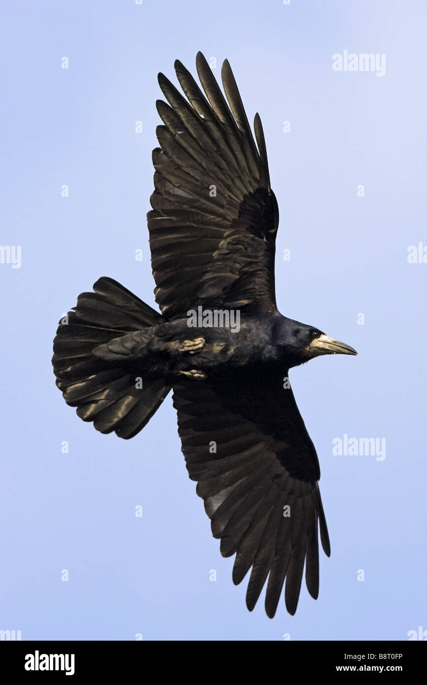 Corvus frugilegus black european crow hi-res stock photography and ...