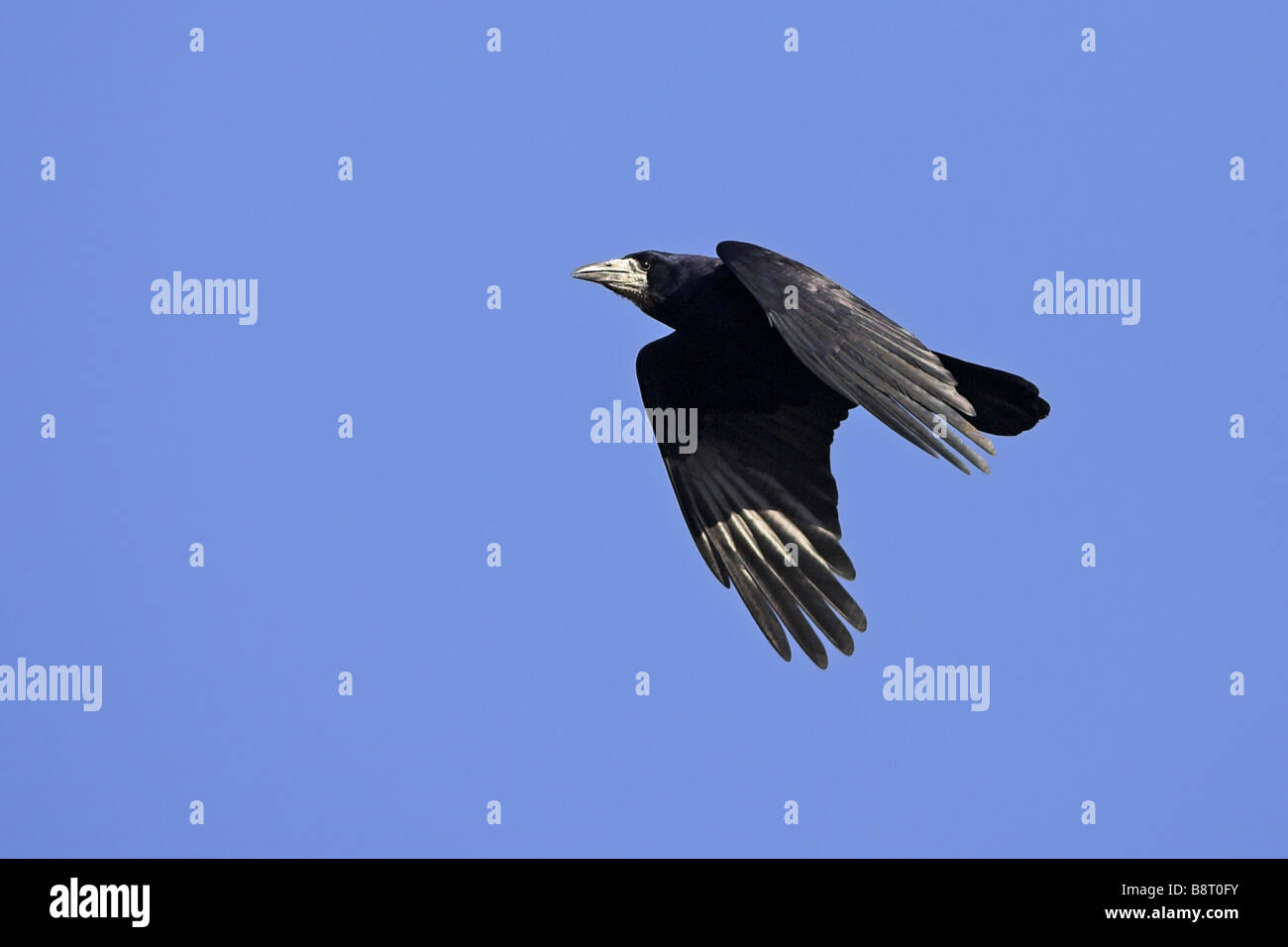 rook (Corvus frugilegus), flying, Germany, Hesse Stock Photo - Alamy
