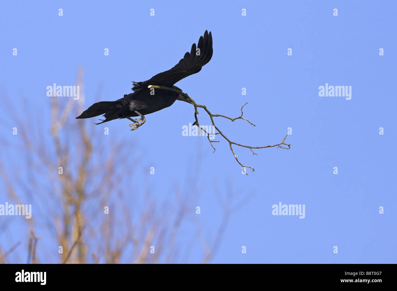 rook (Corvus frugilegus), flying with nesting material, Germany ...